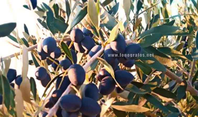 Αγροτικός Σύλλογος Πελασγίας: Απαιτούμε από τον ΕΛΓΑ να προχωρήσει στην ...