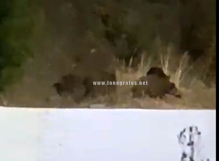 Αγριογούρουνα βολτάρουν μέσα στη Λαμία [ΦΩΤΟ] - Fonografos.net