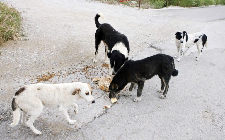 Την περισυλλογή και φύλαξη αδέσποτων ζώων συντροφιάς έναντι συνολικού ...