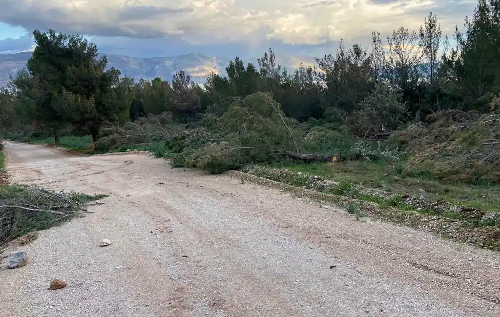“Η περιαστική έκταση του Γαλαξιδίου ειναι φτωχότερη μετα την κοπή ...