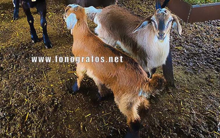 Η Διεύθυνση Αγροτικής Οικονομίας και Κτηνιατρικής Π.Ε Ευβοίας για την ...