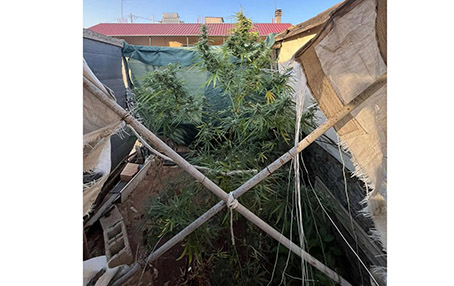 66χρονος καλλιεργούσε χασίς στο σπίτι του [εικ.] - Fonografos.net